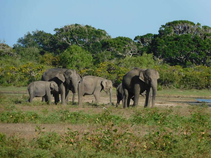 Udawalawe Safari Tour from Tissamaharama/Yala/Hambantota - The Value of This Tour