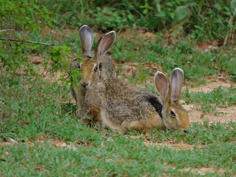 Udawalawe Safari Tour from Tissamaharama/Yala/Hambantota - Who Should Consider This Tour?