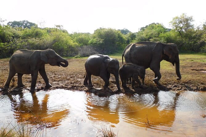 Udawalawe Safari Tour With Baby Elephants From Hambantota Port - Authentic Experiences and Practical Tips