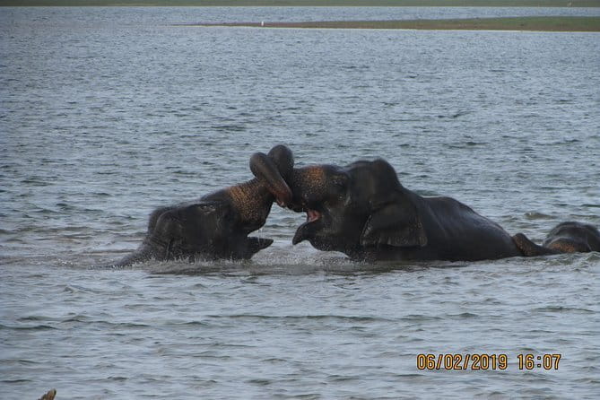 Udawalawe Safari Tour With Baby Elephants From Hambantota Port - FAQs