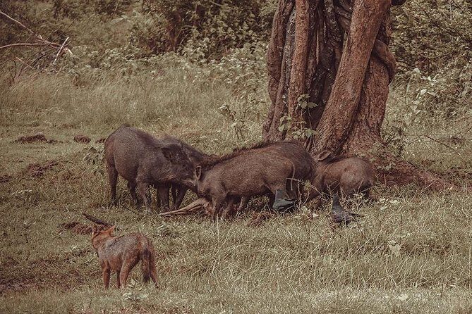 Udawalawe Safari & Waulpane Caving day tour from Colombo - Who Is This Tour Best For?