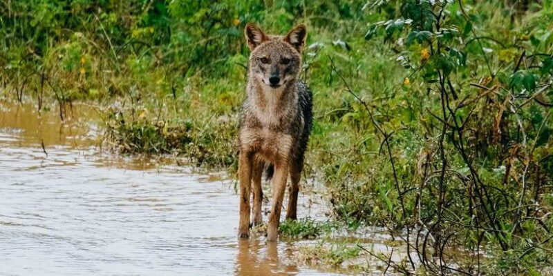 Udawalawe : Udawalawa National Park Half day Safari Tour - Key Points
