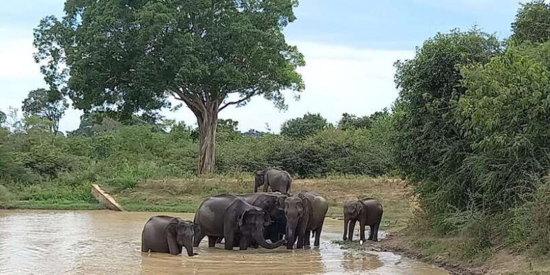 Udawalawe Wild Safari Tours | 10 Hours Safari - Exploring the Details of the Udawalawe Safari