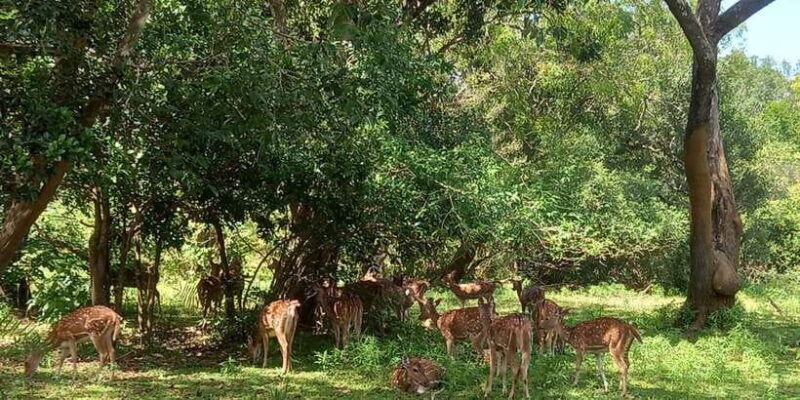 Udawalawe Wild Safari Tours | 10 Hours Safari - The Itinerary: A Typical Day in the Park