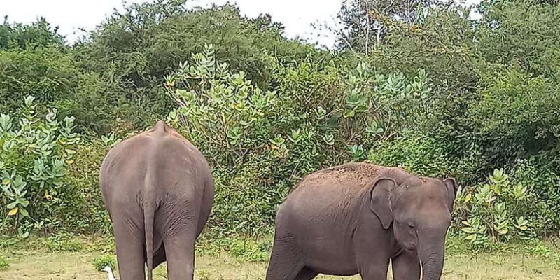 Udawalawe Wild Safari Tours | 10 Hours Safari - FAQ