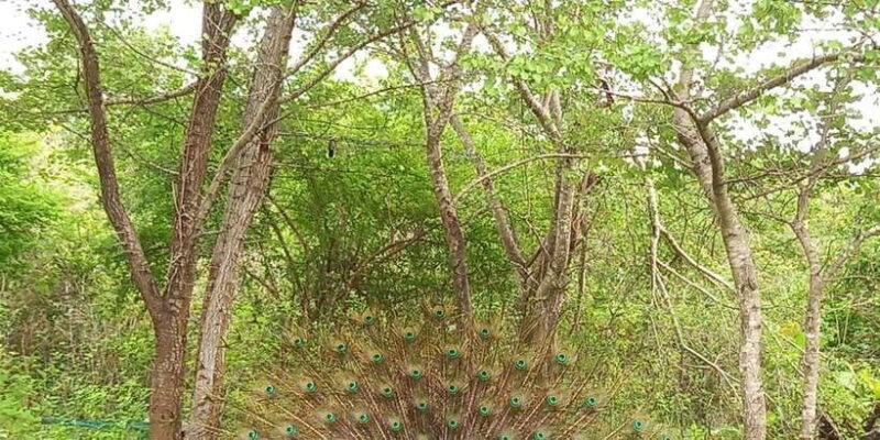 Udawalawe Wild Safari Tours | 7 Hours | All inclusive - Key Points