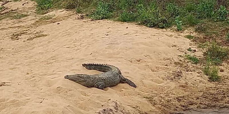 Udawalawe Wild Safari Tours | 7 Hours | All inclusive - The Itinerary: What to Expect?