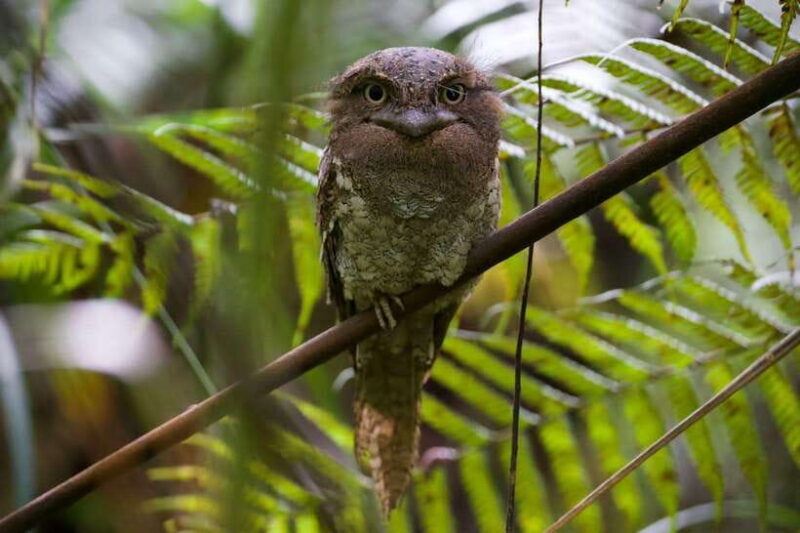 Udawalawe:Sinharaja Day Tour Drop Off Mirissa/Galle/Tangalle - What to Expect During Your Forest Adventure