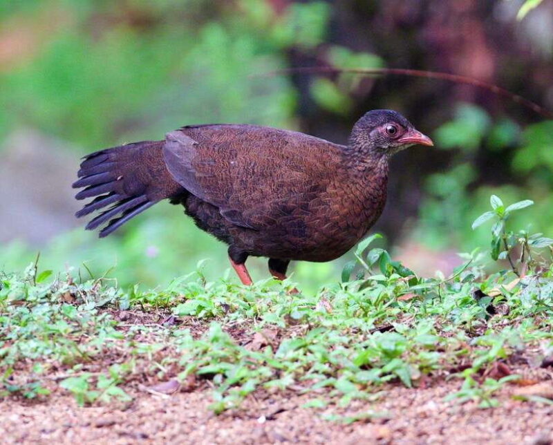 Udawalawe:Sinharaja Day Tour Drop Off Mirissa/Galle/Tangalle - What’s Included and What’s Not