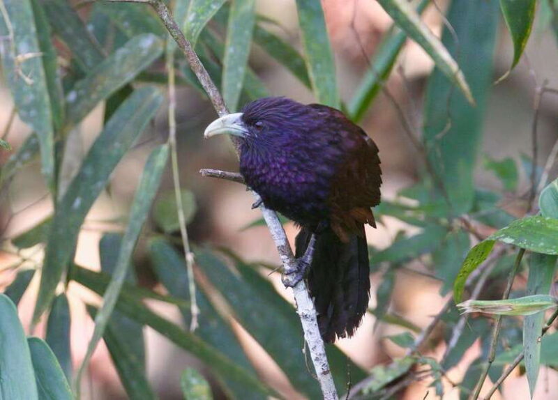 Udawalawe:Sinharaja Day Tour Drop Off Mirissa/Galle/Tangalle - Who Should Consider This Tour?