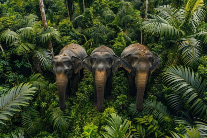 Udawalawe:Tickets Lux Jeep Safari & Elephant Orphanage Visit - The Experience: What to Expect on This Sri Lankan Safari