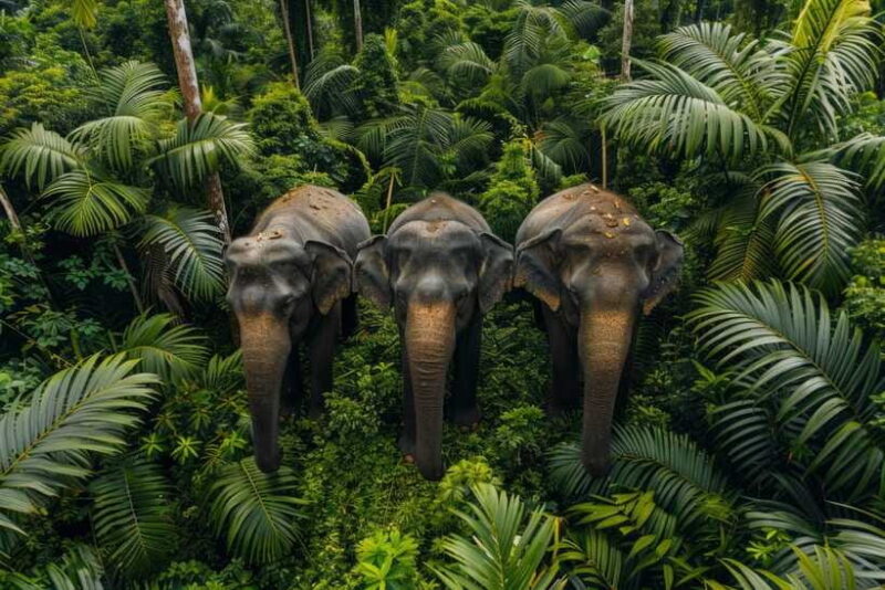 Udawalawe:Tickets Lux Jeep Safari & Elephant Orphanage Visit - FAQ