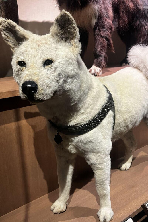 Ueno and Yanaka Day Walking Tour: Culture, Art and Old Tokyo - Itinerary Highlights