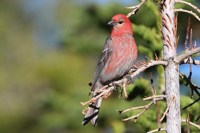 Uinta Mountains Birding and Nature Expedition - Key Points