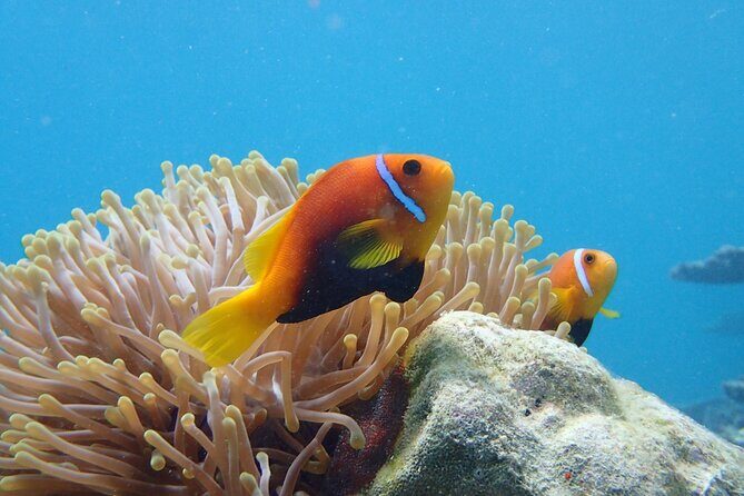 Ukulhas Tour A - 3 Points Snorkeling Tour - Why We Love This Experience