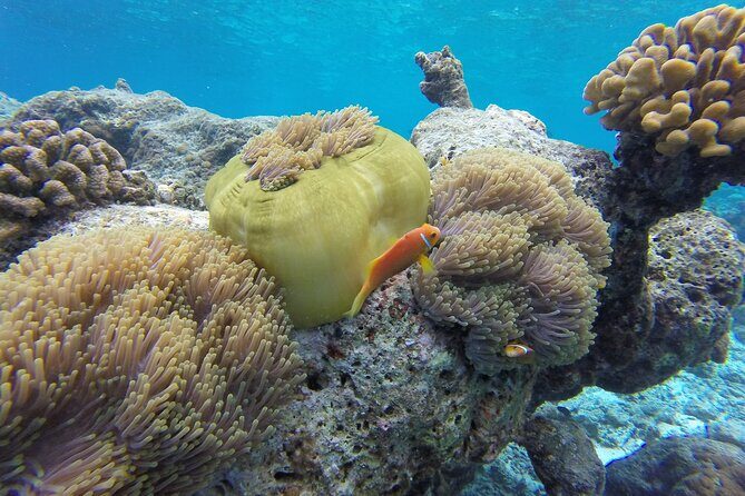 Ukulhas Tour A - 3 Points Snorkeling Tour - Final Thoughts: Who Should Consider This Tour?