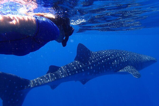 Ukulhas Tour D - Whale Shark Snorkeling & Coral Garden Tour - The Sum Up: Is This Tour for You?