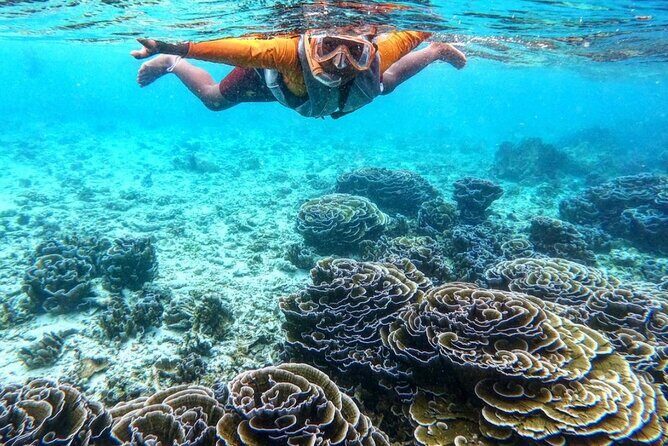Ukulhas Tour D - Whale Shark Snorkeling & Coral Garden Tour - FAQ