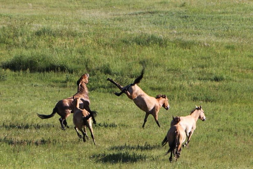 Ulaanbaatar: Mongol Nomadic Show & Wild Horse Watching Day - Who Will Appreciate This Tour?
