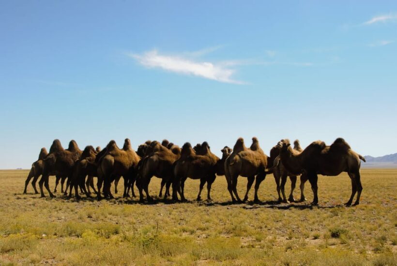 Ulaanbaatar: Semi-Gobi Desert Day Trip & Camel Ride - Key Points
