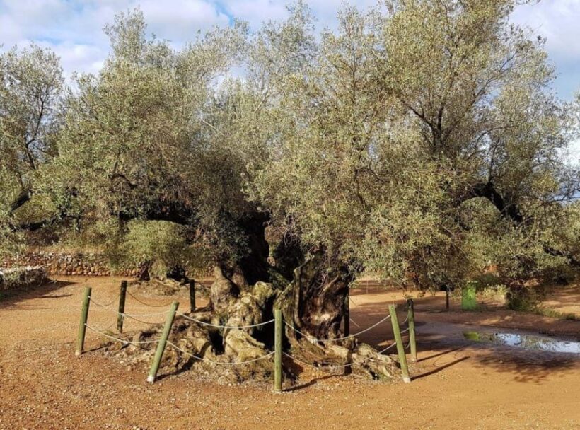 Ulldecona: Guided Tour of the Millenary Olive Trees of Arión - Discovering the Olive Heritage of Arión