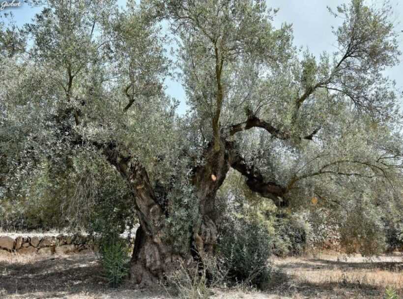 Ulldecona: Guided Tour of the Millenary Olive Trees of Arión - What Travelers Say