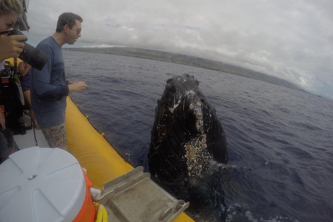 Ultimate 2 Hour Exclusive VIP Whale Watch Tour - Health and Safety Guidelines