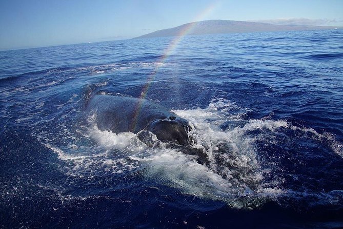 Ultimate 2 Hour Exclusive VIP Whale Watch Tour - Whale Sightings and Guarantees