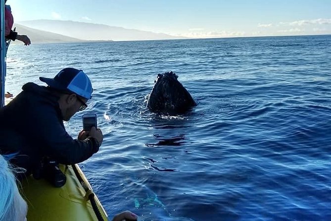 Ultimate 2 Hour Exclusive VIP Whale Watch Tour - Educational Talks and Marine Naturalist