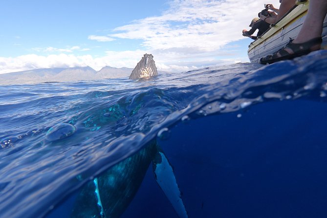 Ultimate 2 Hour Exclusive VIP Whale Watch Tour - Small-Group Exclusivity and Intimacy