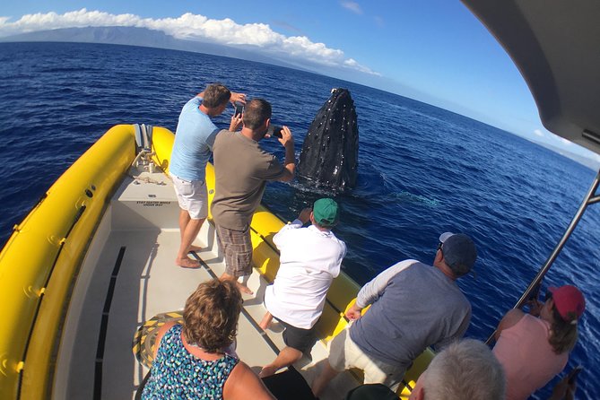 Ultimate 2 Hour Exclusive VIP Whale Watch Tour - Customer Reviews and Experiences