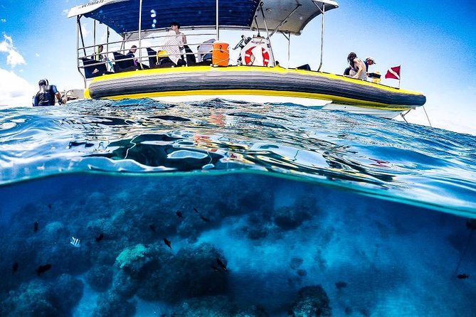 Ultimate 4 Hour Lanai Snorkel and Dolphin Encounter - Experience Highlights Based on Reviews