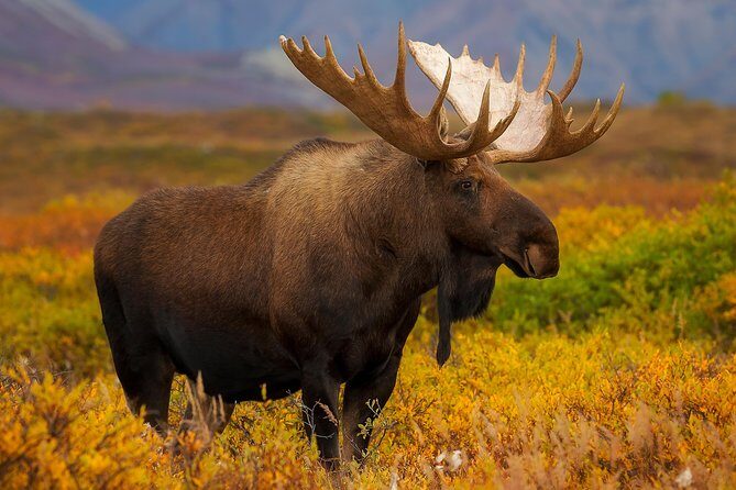 Ultimate Alaskan Adventure: Ocean Wildlife to Interior Wilderness 9 Day/8 Nights - Day 6-7: Homer and Kachemak Bay