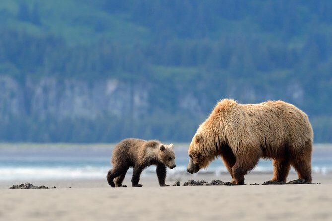 Ultimate Alaskan Adventure: Ocean Wildlife to Interior Wilderness 9 Day/8 Nights - Day 9: Return to Anchorage