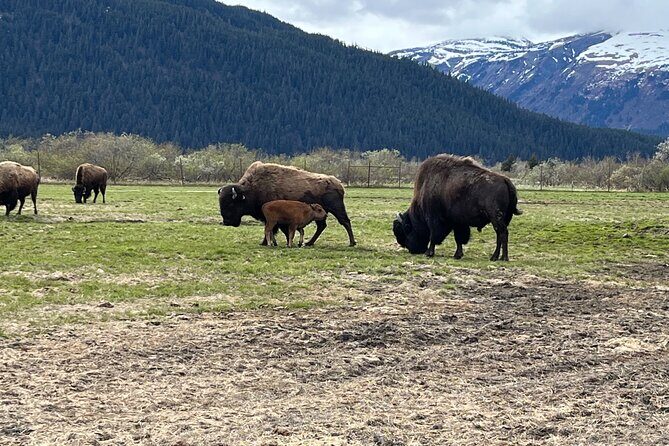 Ultimate Anchorage Summer Wildlife Tour - FAQ