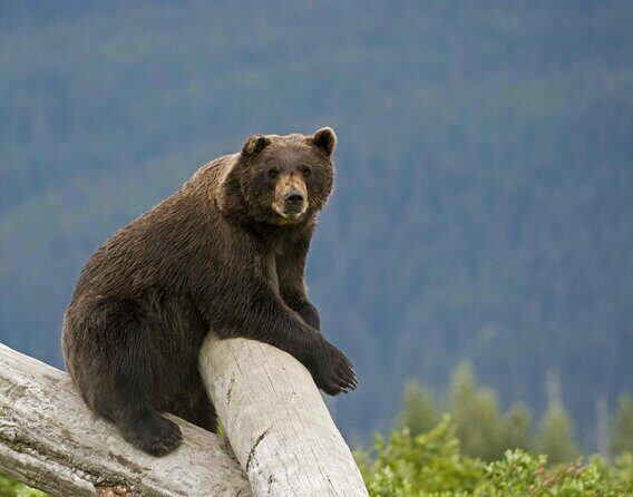 Ultimate Anchorage Winter Wildlife & Sunset Tour - Key Points