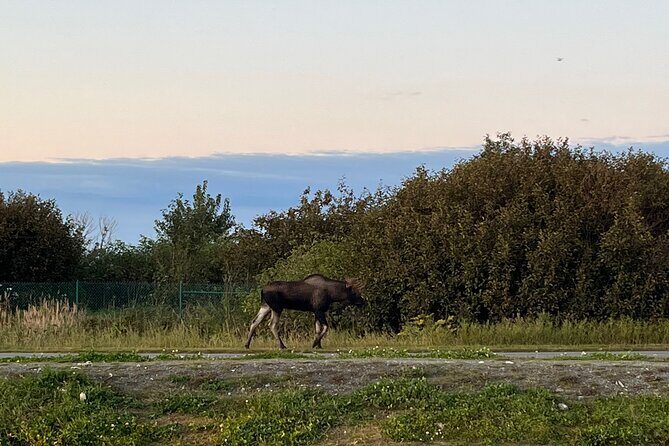 Ultimate Anchorage Winter Wildlife & Sunset Tour - Final Thoughts