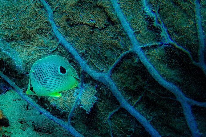 Ultimate Beginner Snorkeling Tour - Why Travelers Love It