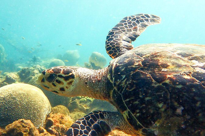 Ultimate Beginner Snorkeling Tour - The Bottom Line