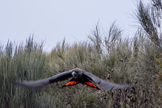 Ultimate Blue Mountains and Wildlife Tour - Frequently Asked Questions