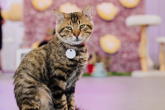 Ultimate cat experience at Austin's only cat cafe - Introducing the Ultimate Cat Experience at Austins Only Cat Cafe