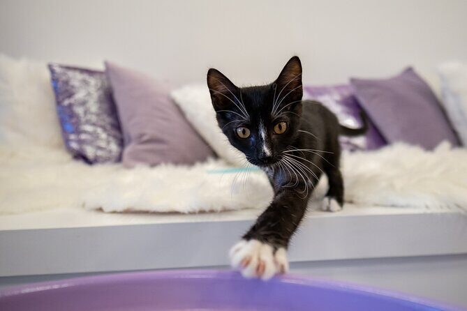 Ultimate cat experience at Austin's only cat cafe - The Value of This Experience