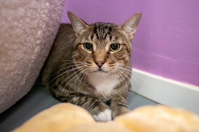 Ultimate cat experience at Austin's only cat cafe - Who Will Love This Experience?