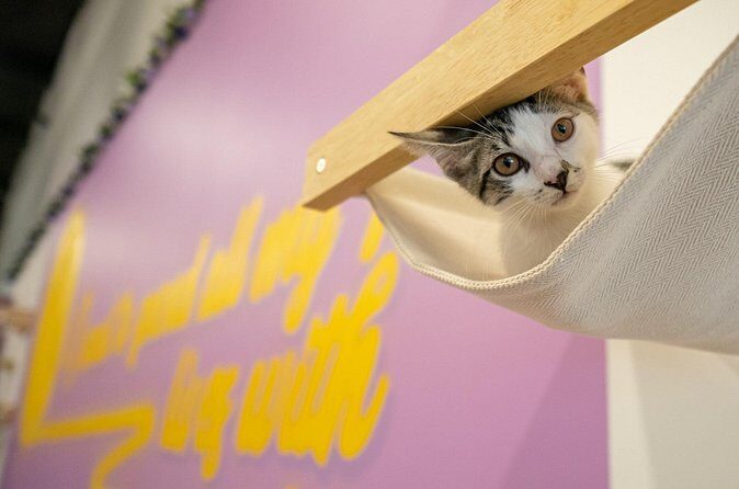 Ultimate cat experience at Austin's only cat cafe - FAQ