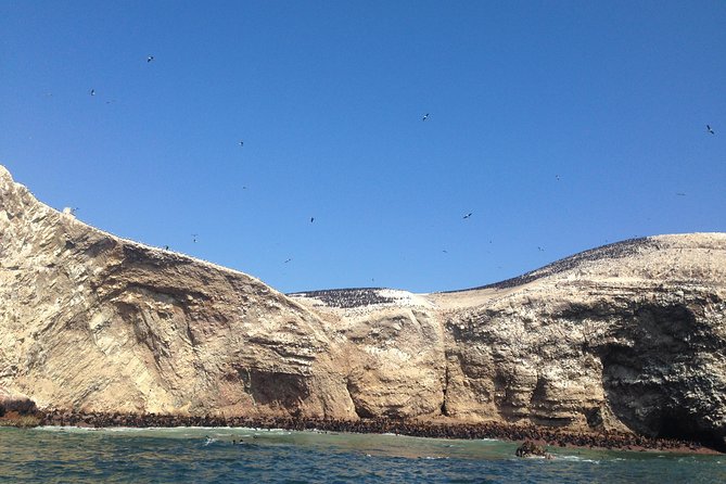 Ultimate Comfort: Lima to Huacachina, Ballestas and Vineyard - Ballestas Islands Boat Ride