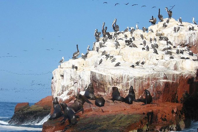 Ultimate Comfort: Lima to Huacachina, Ballestas and Vineyard - Return to Lima and Concluding Thoughts