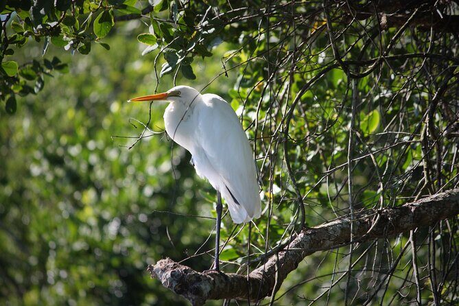 Ultimate Daintree Rainforest Wildlife Experience Cruise - Who Should Consider This Tour?