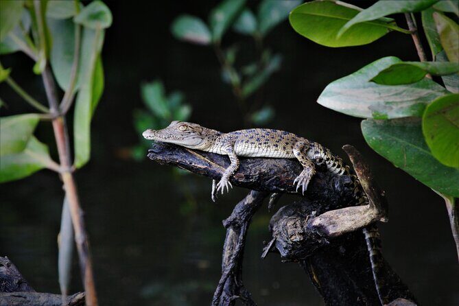 Ultimate Daintree Rainforest Wildlife Experience Cruise - The Sum Up: Who Will Love This Tour?