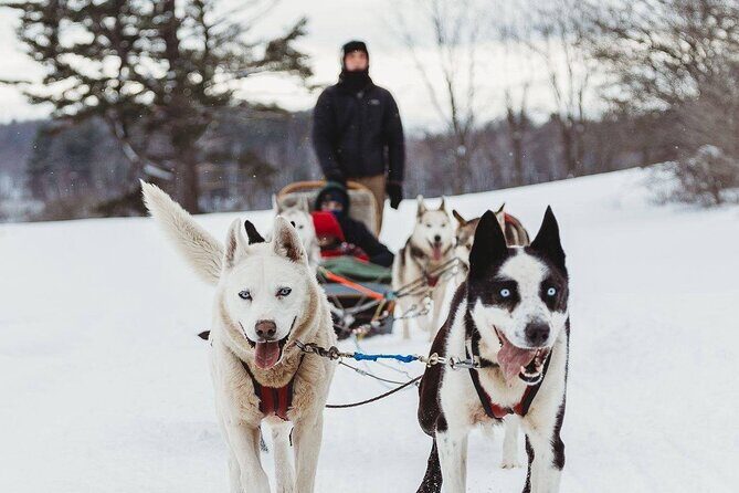 Ultimate Dog Sledding Tour - Day trip from Ottawa & Gatineau - Introduction