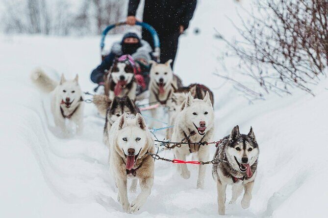 Ultimate Dog Sledding Tour - Day trip from Ottawa & Gatineau - An In-Depth Look at the Tour Experience